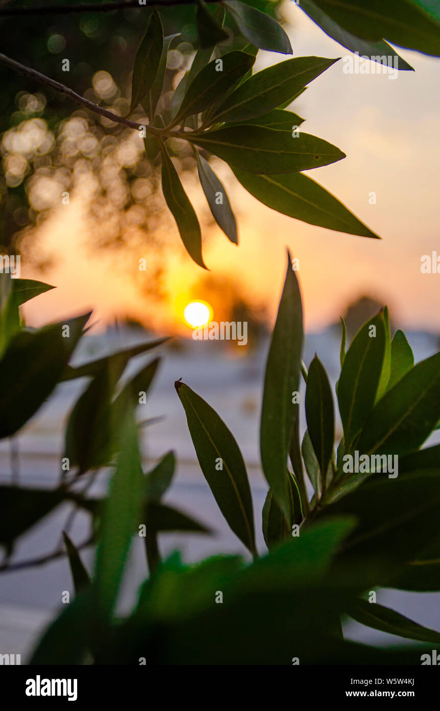 Selective focus background. Leaves and branches & the sunrise as the ...