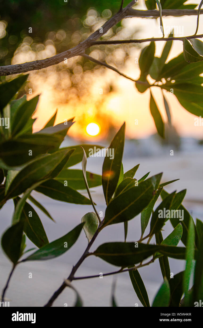 Selective focus background. Leaves and branches & the sunrise as the ...