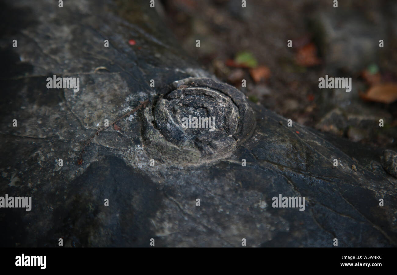 The "stone flowers", which are chert nodules, blossom at the Changshou ...