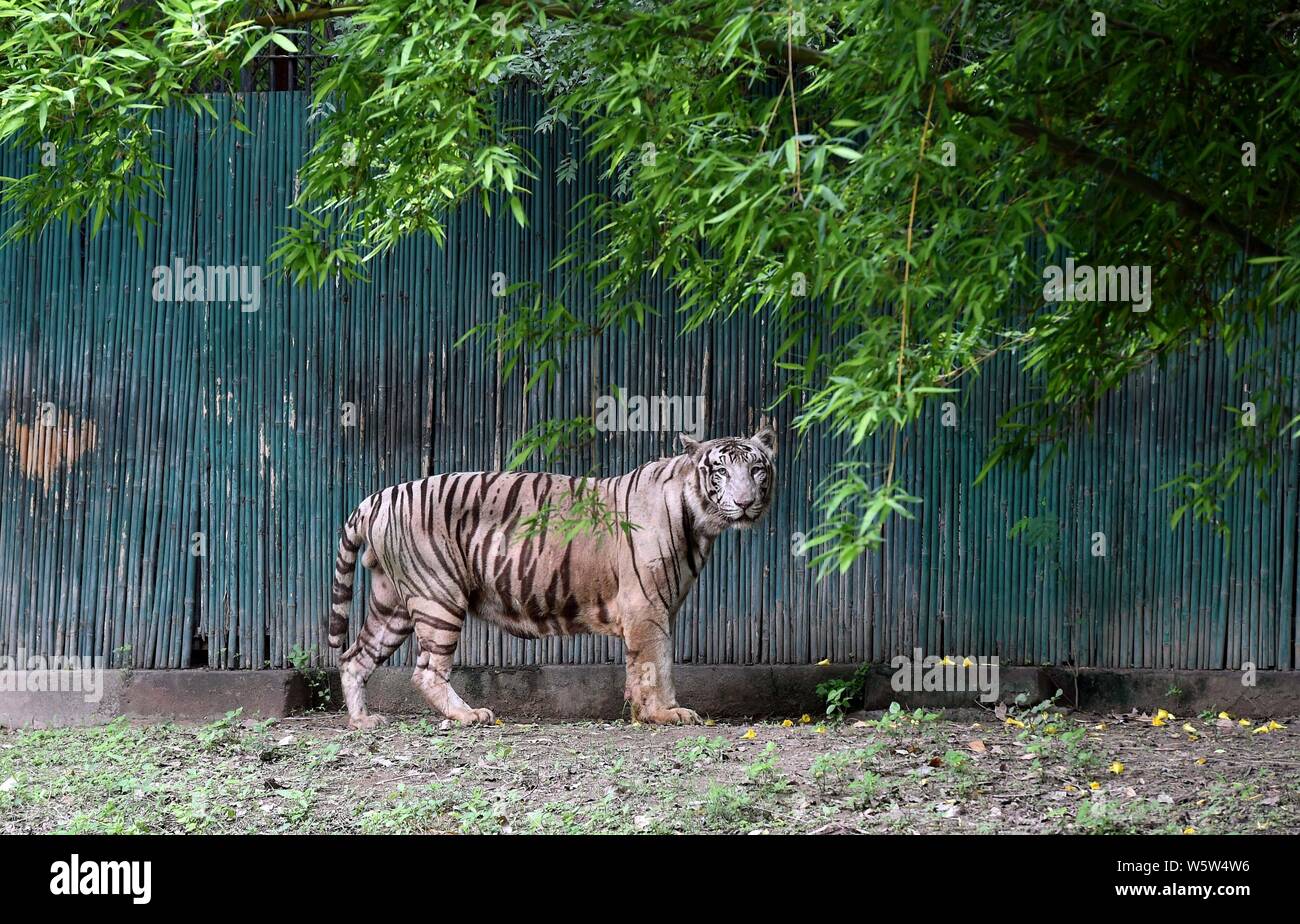 New Delhi, India. 30th July, 2019. A tiger is seen at a zoo in New ...