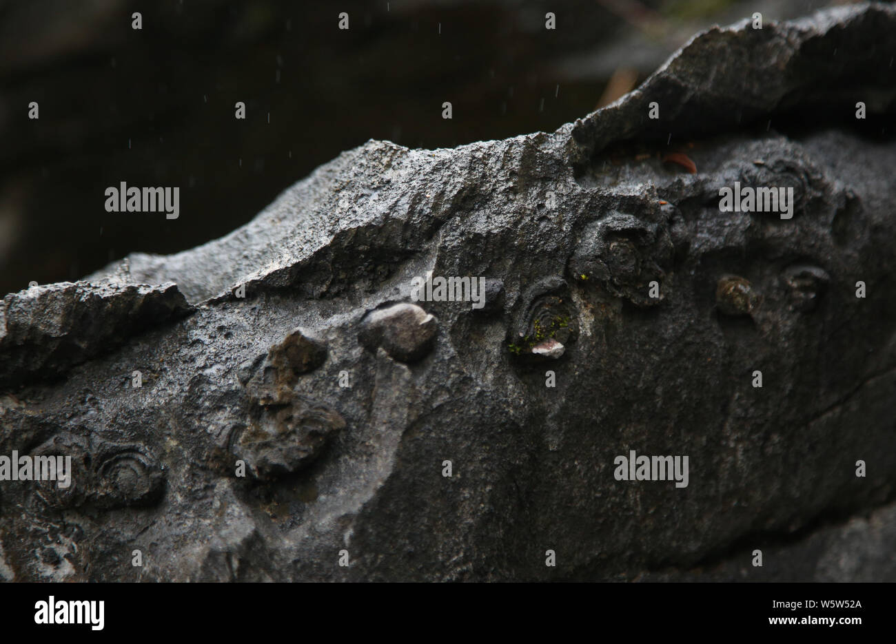 The "stone flowers", which are chert nodules, blossom at the Changshou ...