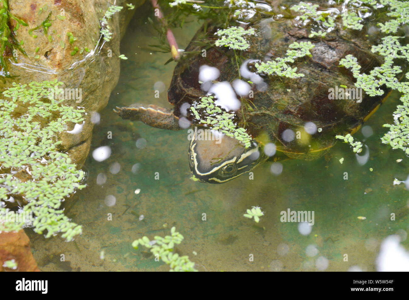 Turtle weed plant hi-res stock photography and images - Alamy