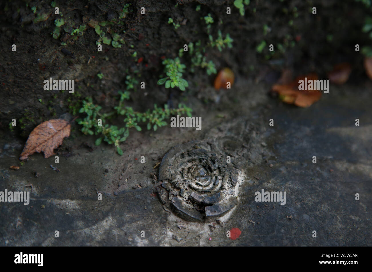 The "stone flowers", which are chert nodules, blossom at the Changshou ...