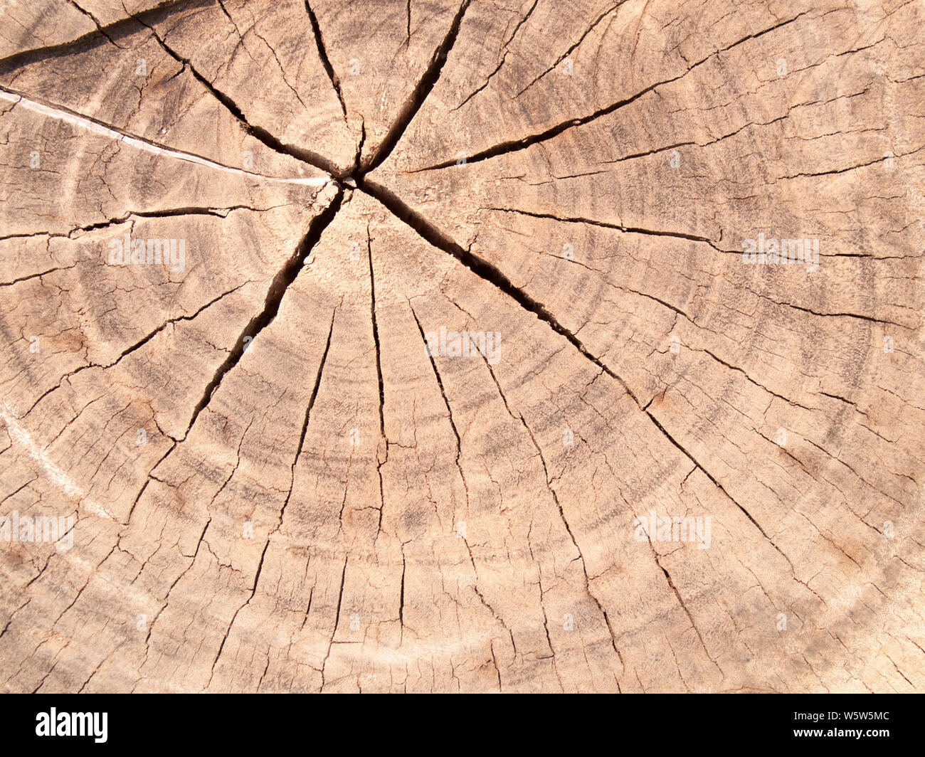 The texture close up of tree stump with have cracks of stumps use for ...