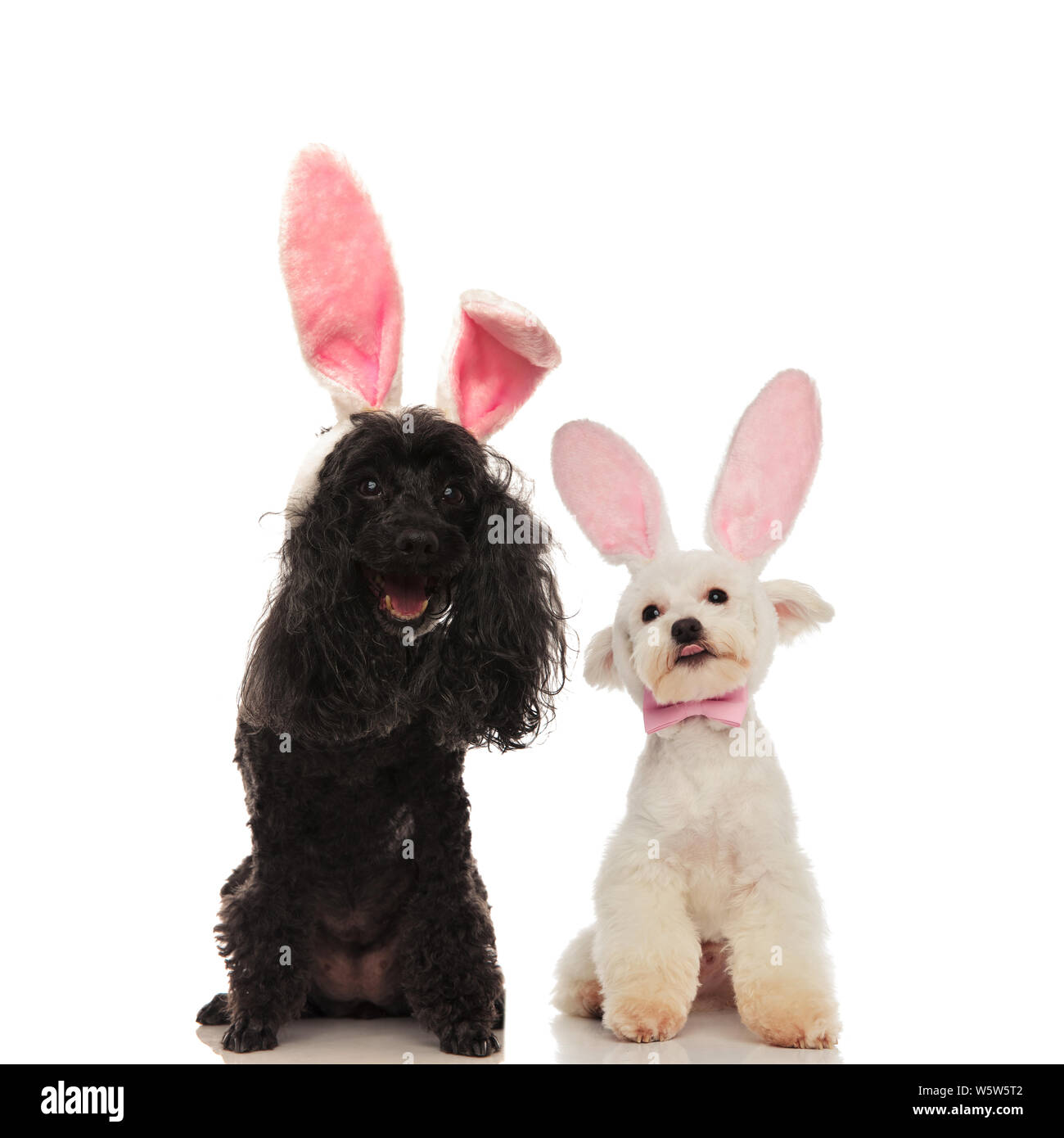 happy poodle and bichon dogs wearing bunny ears for easter on white ...