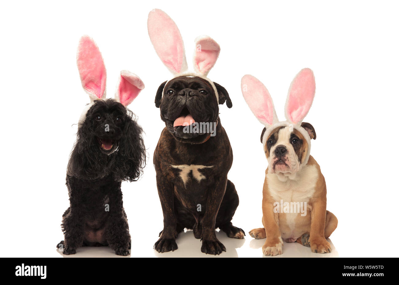 three happy seated dogs wearing easter bunny ears on white background ...