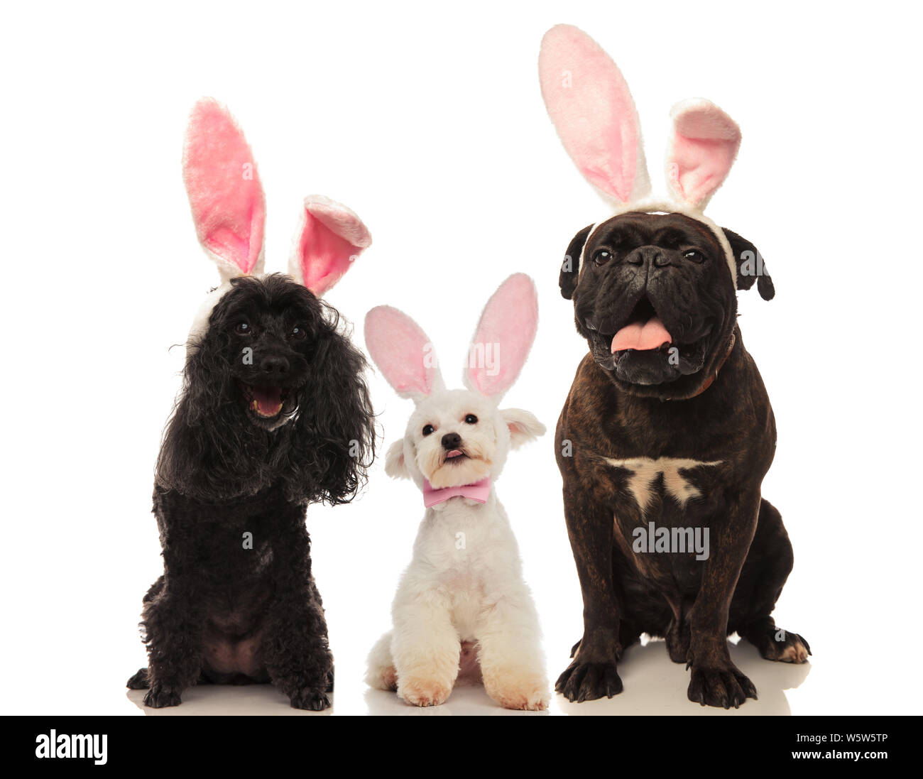 three cute dgs wearing rabbit ears are sitting on white background ...
