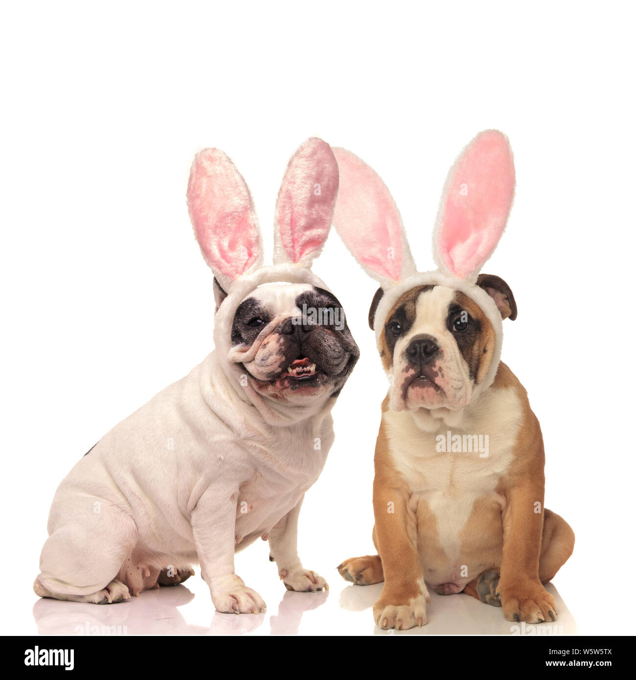french and english bulldog dogs wearing bunny ears on white background ...
