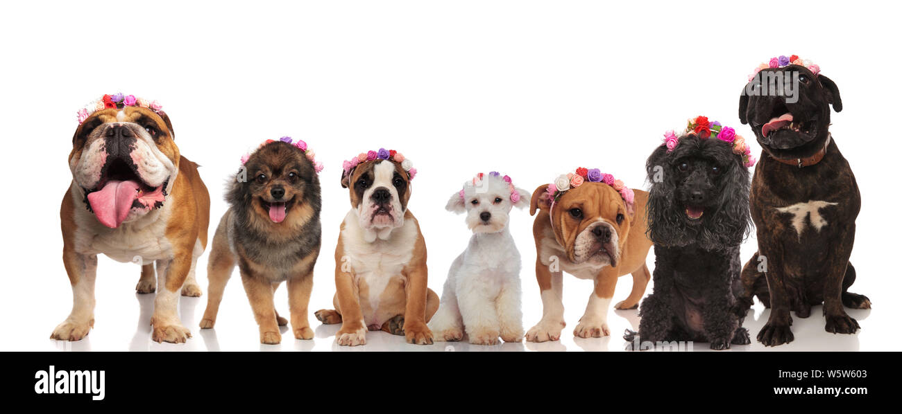 excited group of dog friends wearing flowers crowns on a white ...