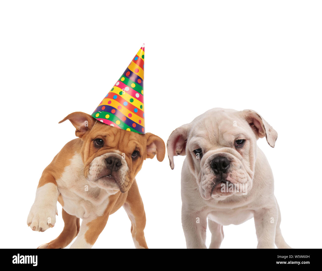 brown and white english bulldog couple celebrating birthday while ...