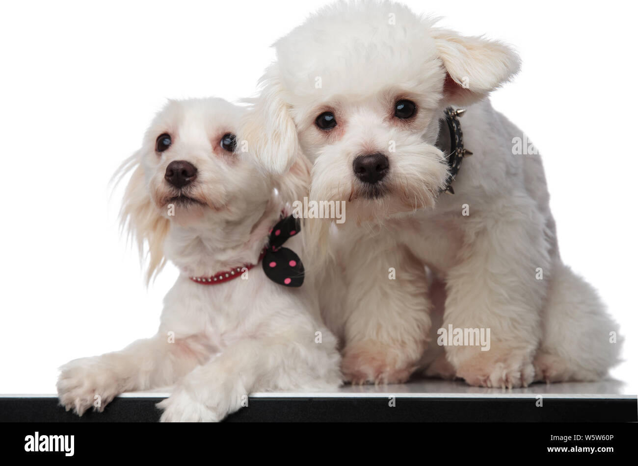 lovely white bichon couple sitting with paws hanging on a white ...