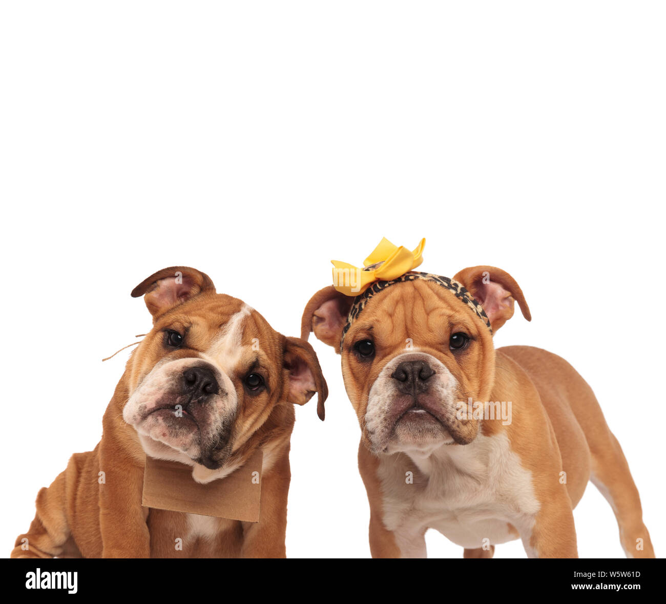 brown english bulldog couple curiously looking at camera on a white ...