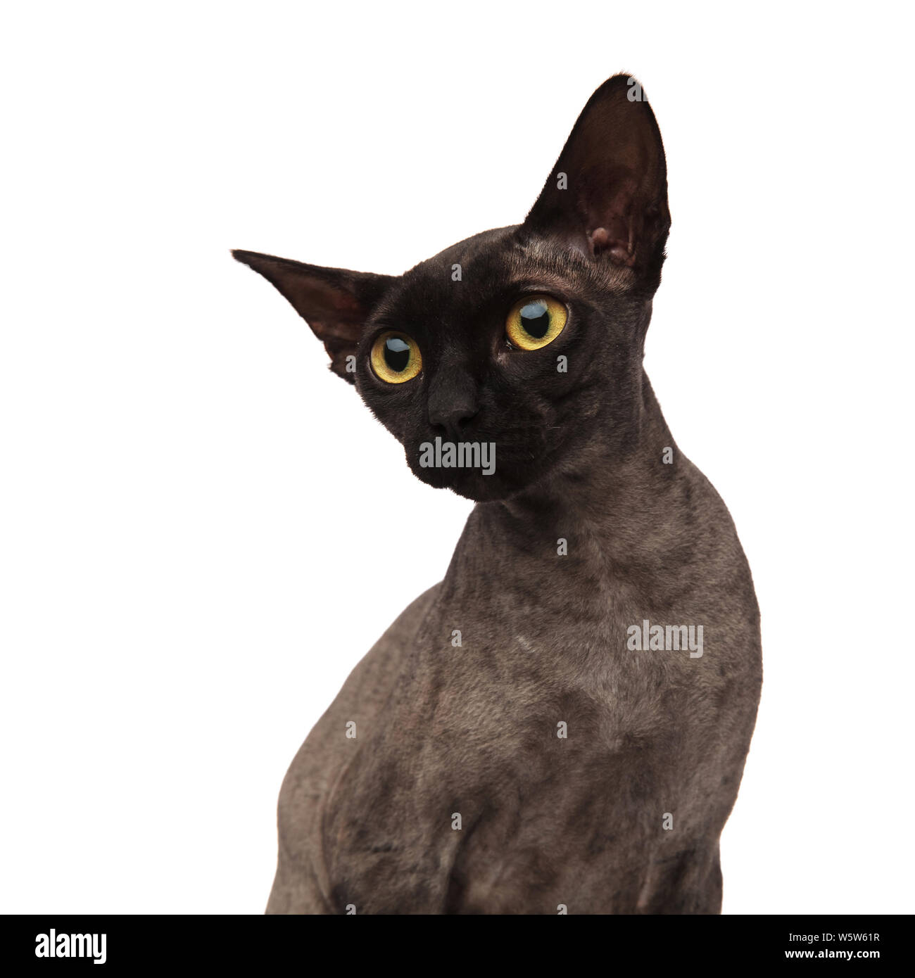 cute little grey cat looks to side at something on white background ...