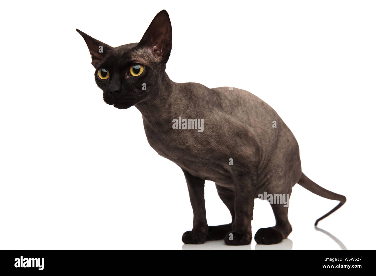 side view of an adorable grey cat standing on white background and ...