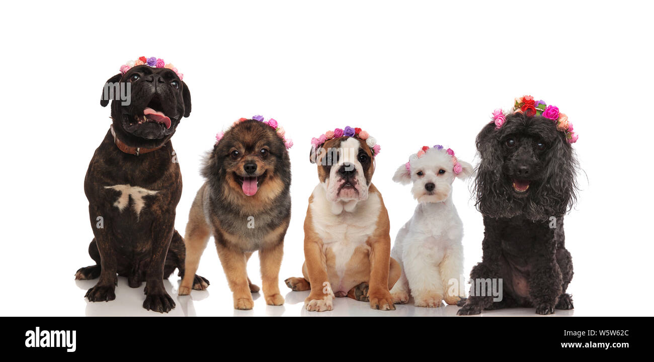 Lovely group of mixed dogs wearing flowers crowns on a whote background ...