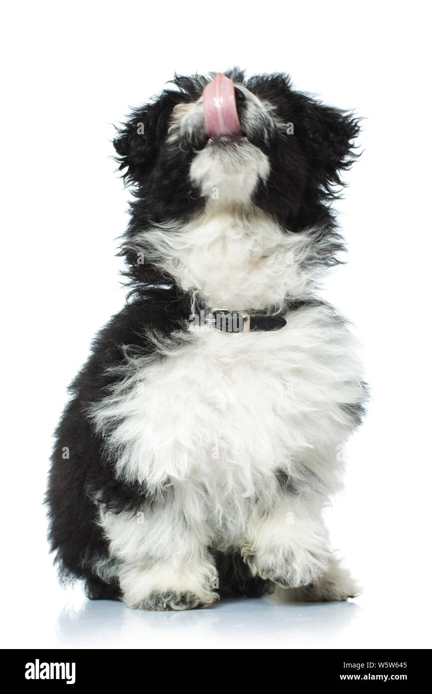 happy bichon havanese licking his nose and looking up while sitting on ...