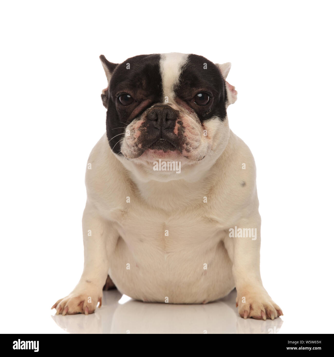 adorable french bulldog lying down on his belly on a white background ...