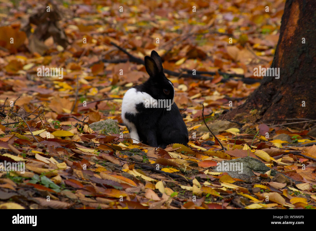 rabbit on the fallen leave Stock Photo - Alamy