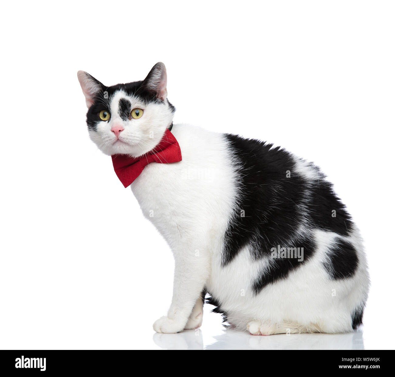 side view of a stylish cat looking to side while sitting on a white ...