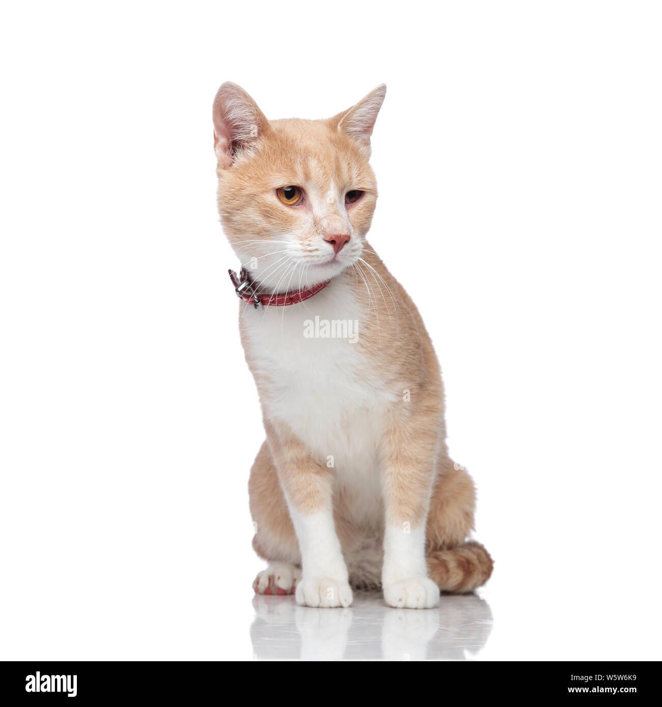 adorable seated orange and white cat looks down to side on a white ...