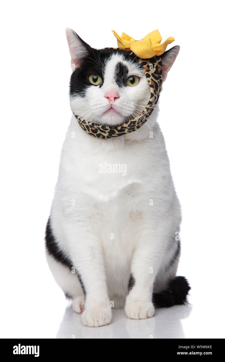 funny seated cat wearing leopard print headband on a white background ...