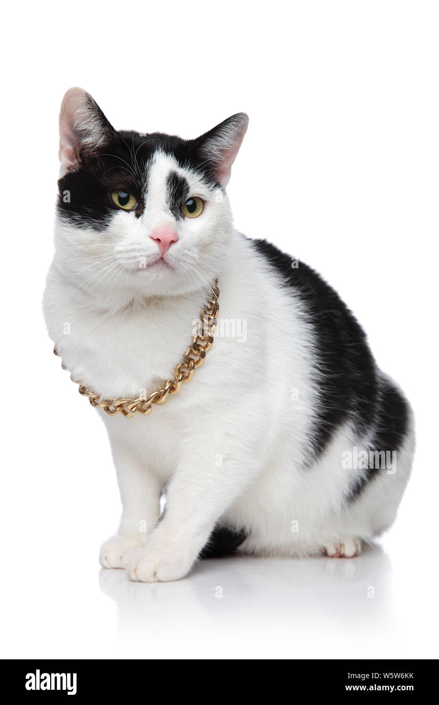 side view of a cute cat wearing a golden chain while sitting on a white ...