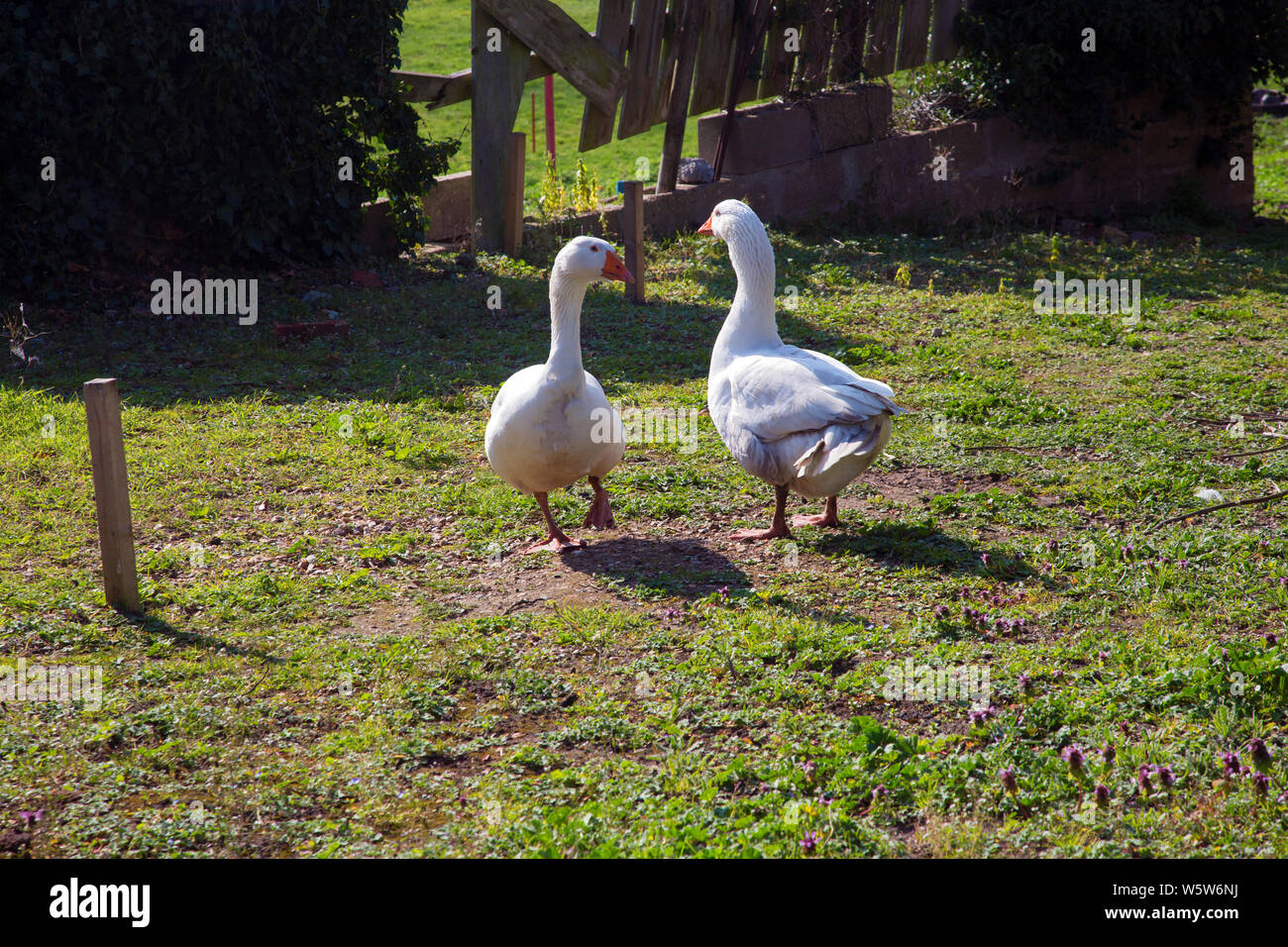 Duck goose geese hi-res stock photography and images - Alamy
