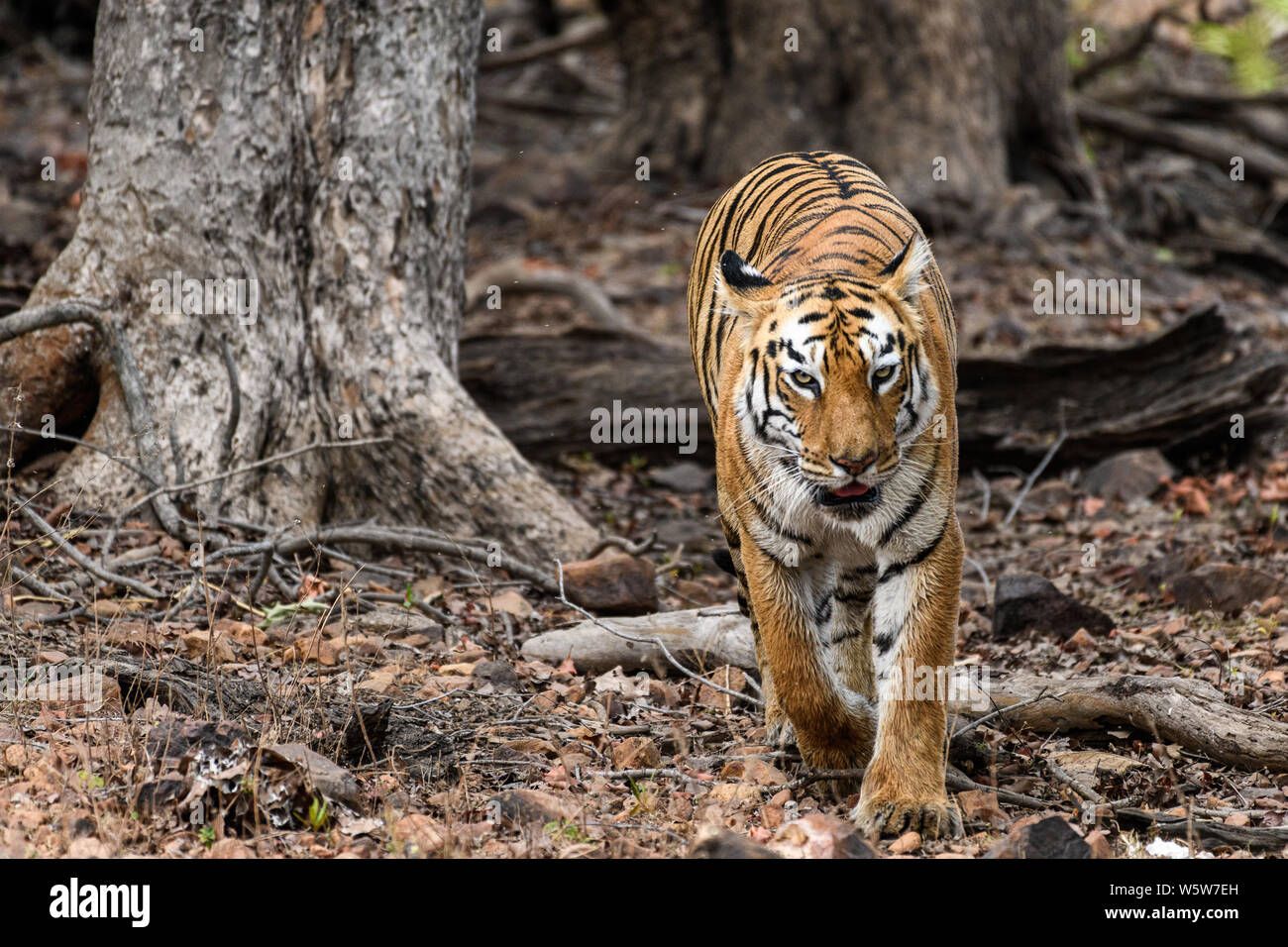 Tiger walking directly at you frontal shot Stock Photo - Alamy
