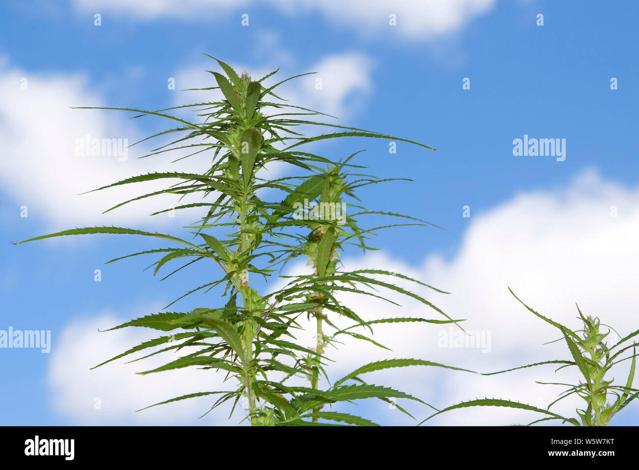 Plantation young leaves cannabis hi-res stock photography and images ...
