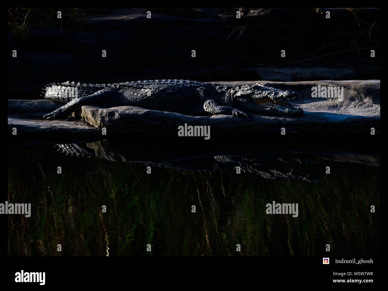 Crocodile in shadow with relfection Stock Photo - Alamy