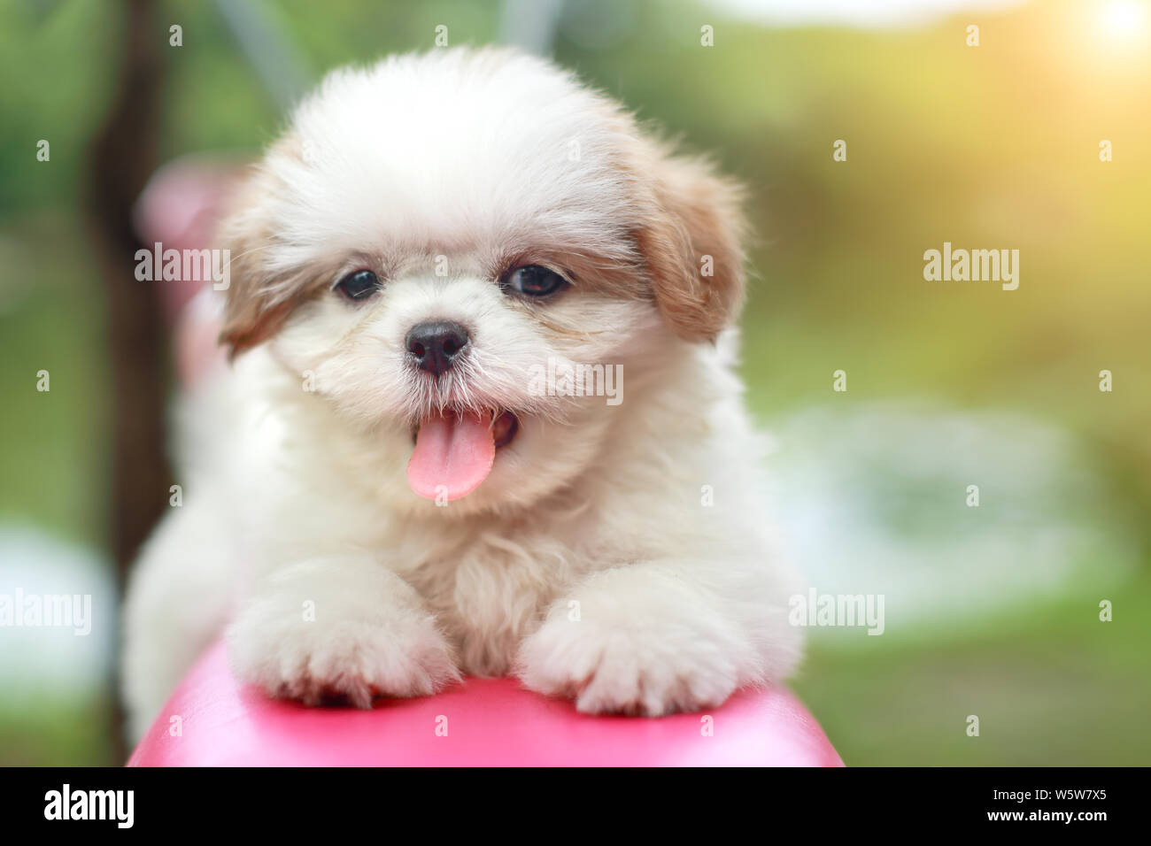 cute puppy with sun light effect Stock Photo - Alamy