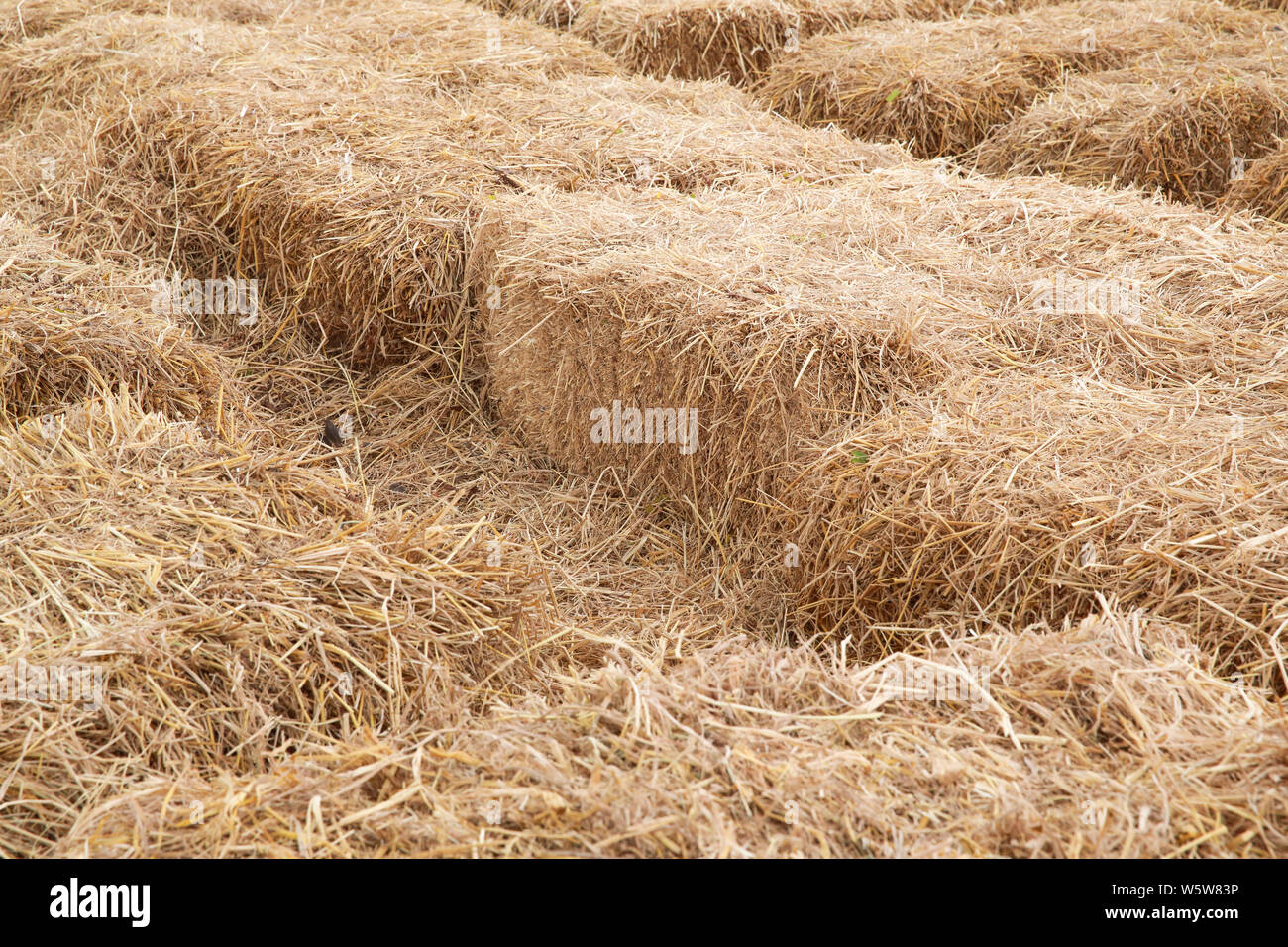 dry yellow hay using for agriculture background Stock Photo - Alamy