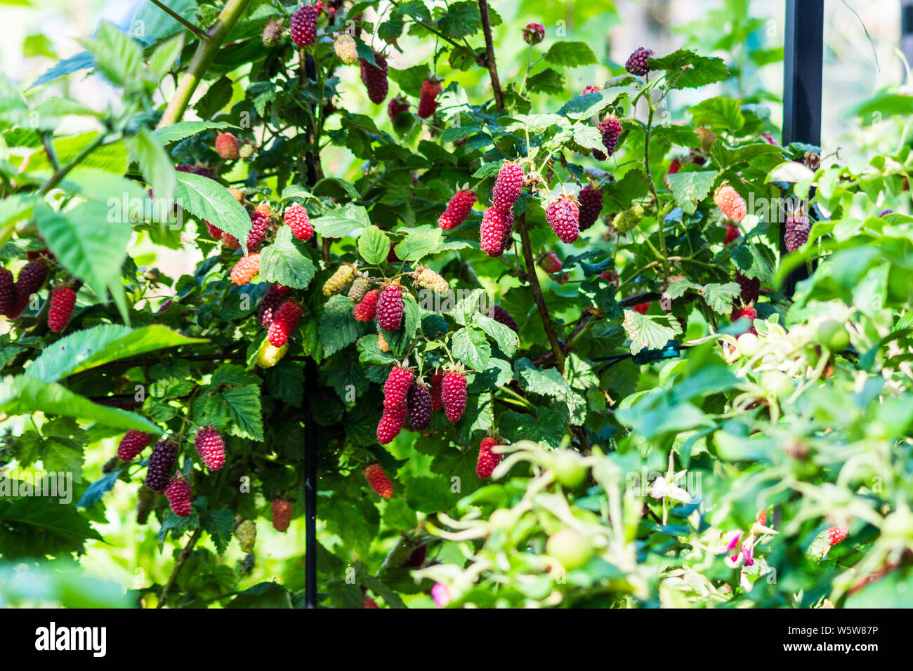 Logan berries hi-res stock photography and images - Alamy