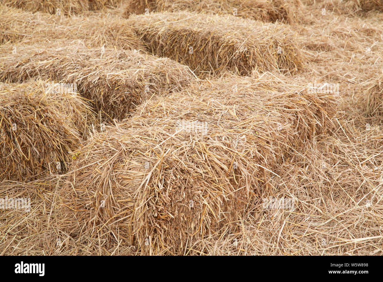 dry yellow hay using for agriculture background Stock Photo - Alamy