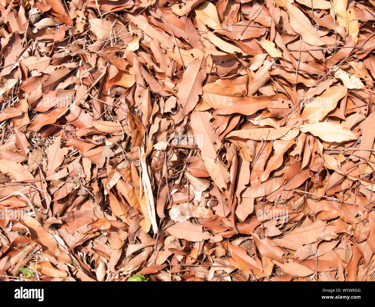 Texture of dry leaves use for backgrounds images Stock Photo - Alamy