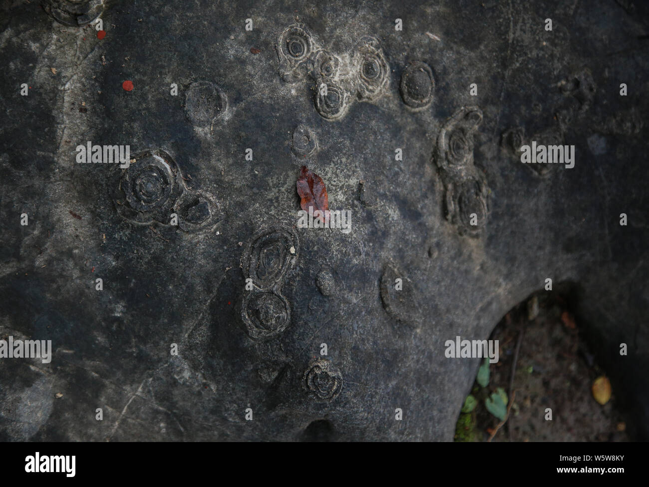 The "stone flowers", which are chert nodules, blossom at the Changshou ...