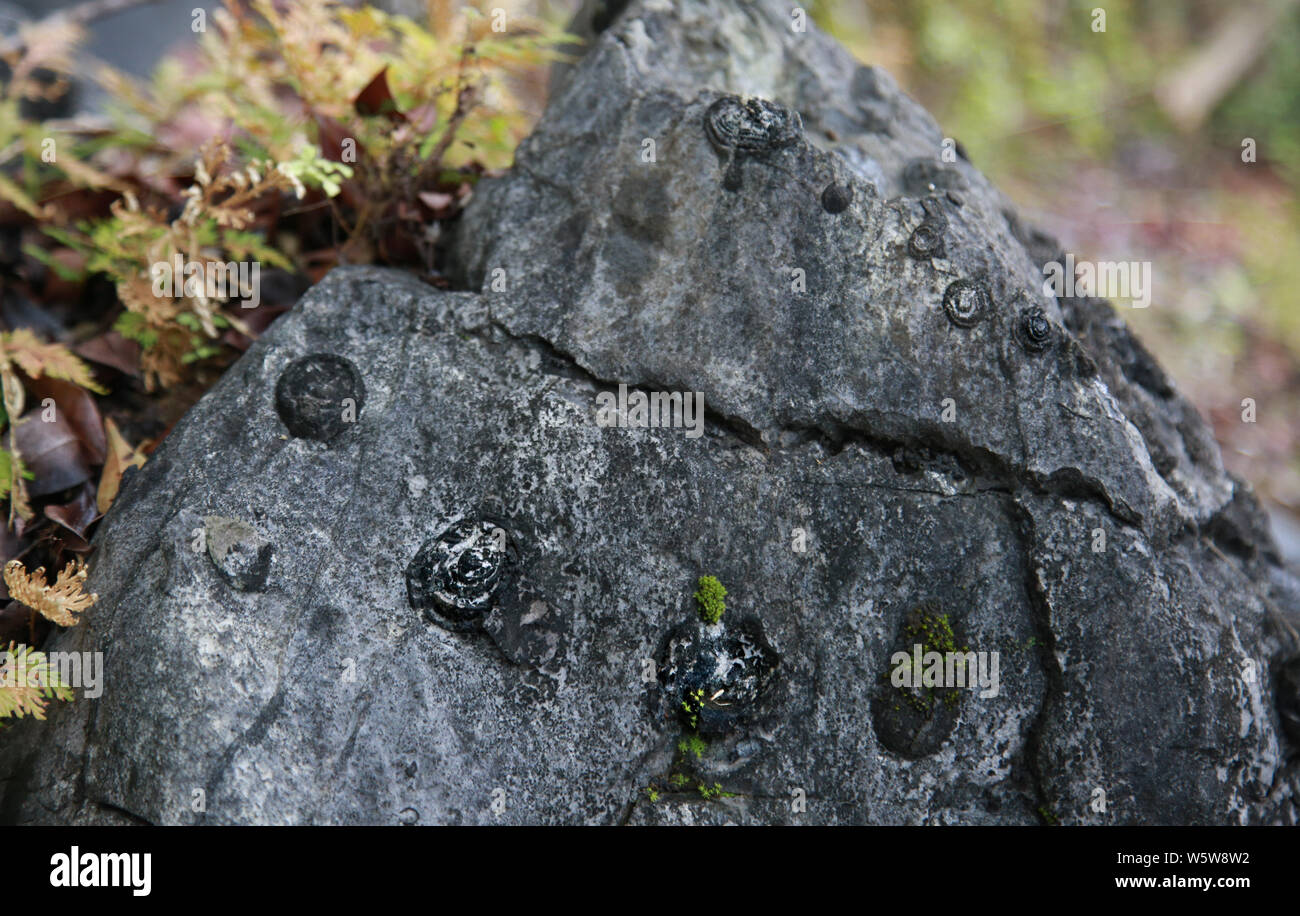 The "stone flowers", which are chert nodules, blossom at the Changshou ...