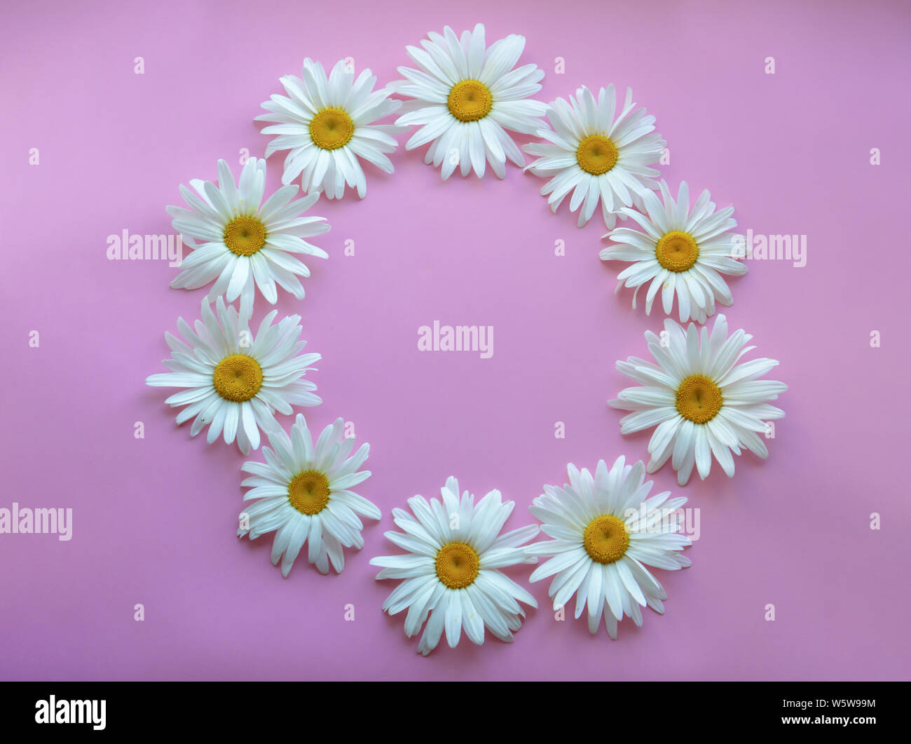 Circle of daisies hi-res stock photography and images - Alamy