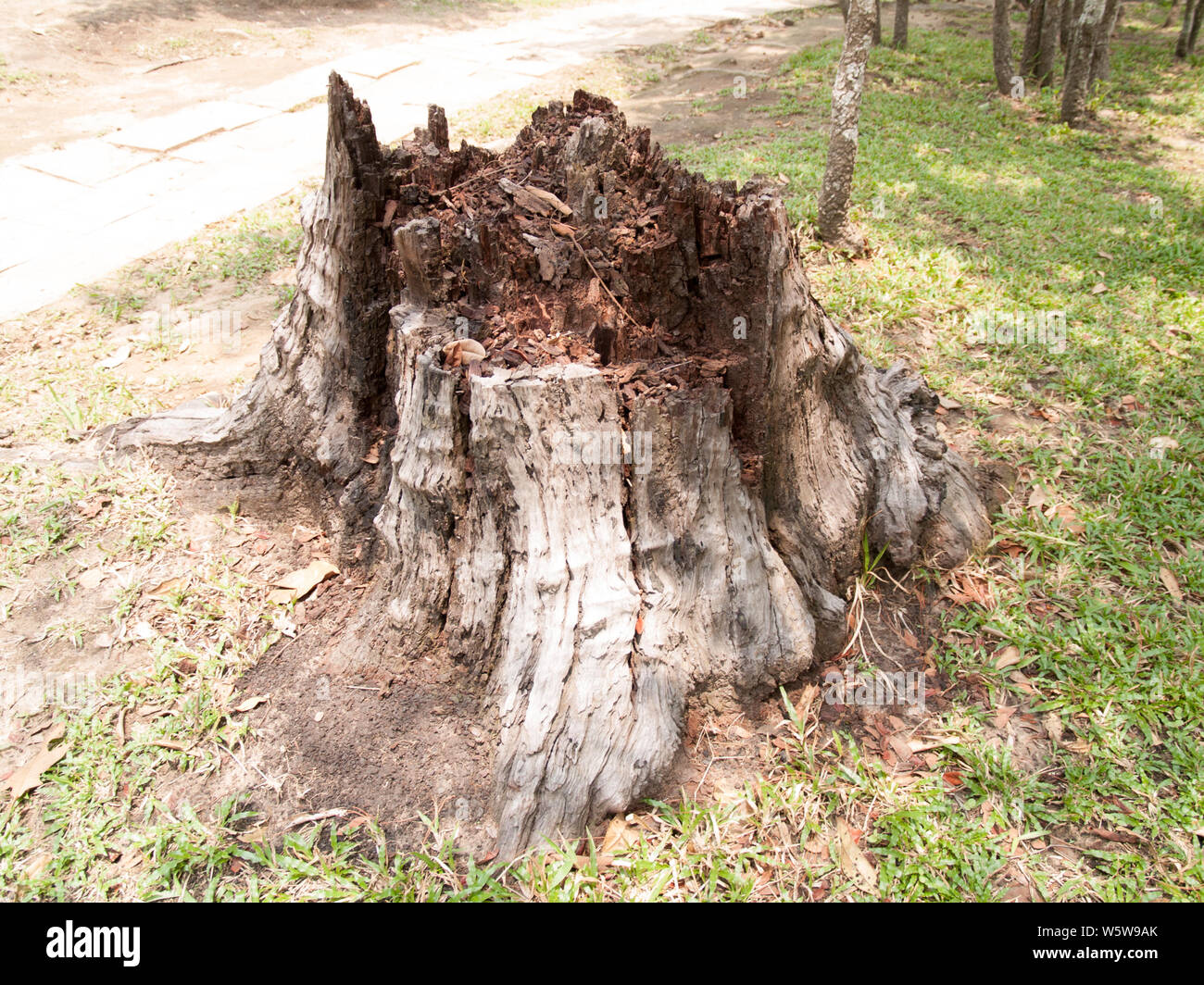 Texture of tree stump for background images Stock Photo - Alamy