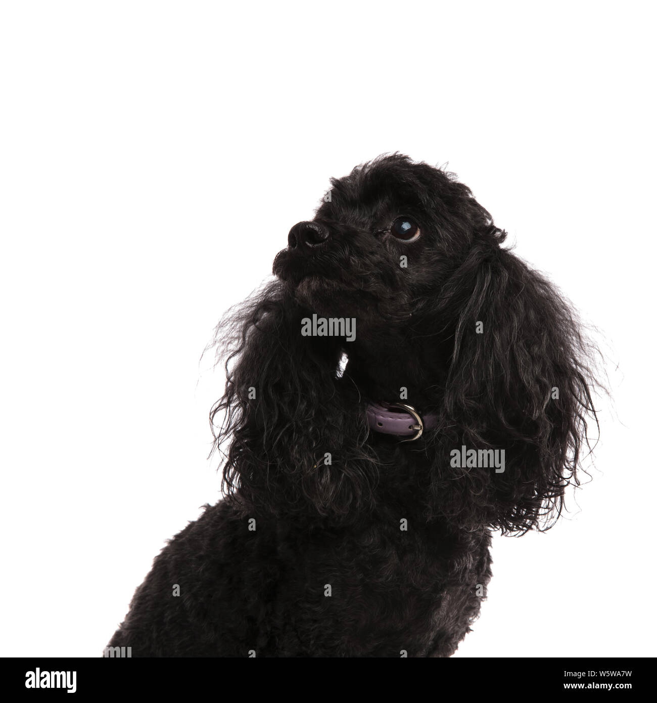 curious black poodle is looking up at something on white background ...