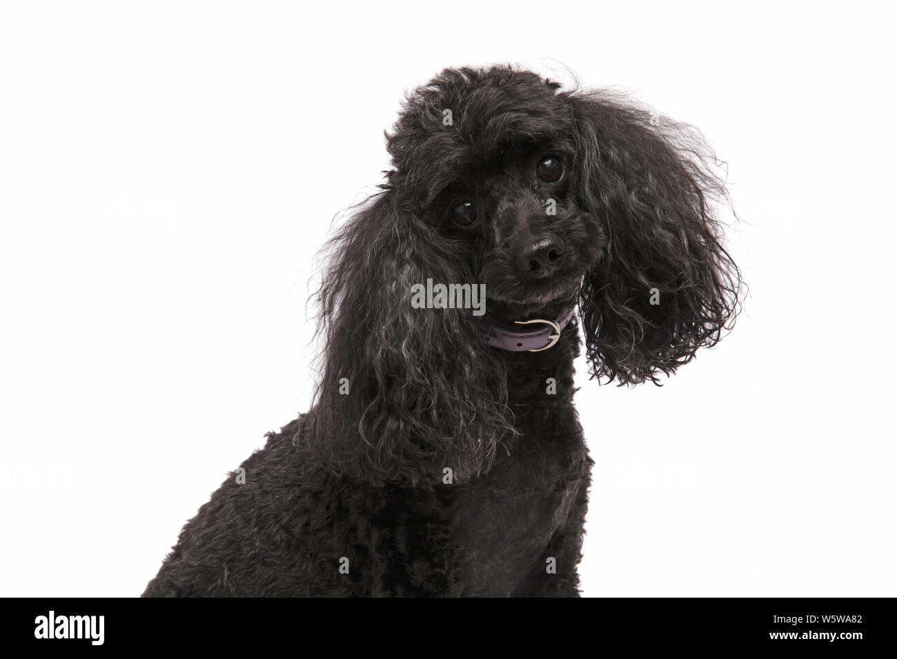 cute and curious black poodle on white background Stock Photo - Alamy