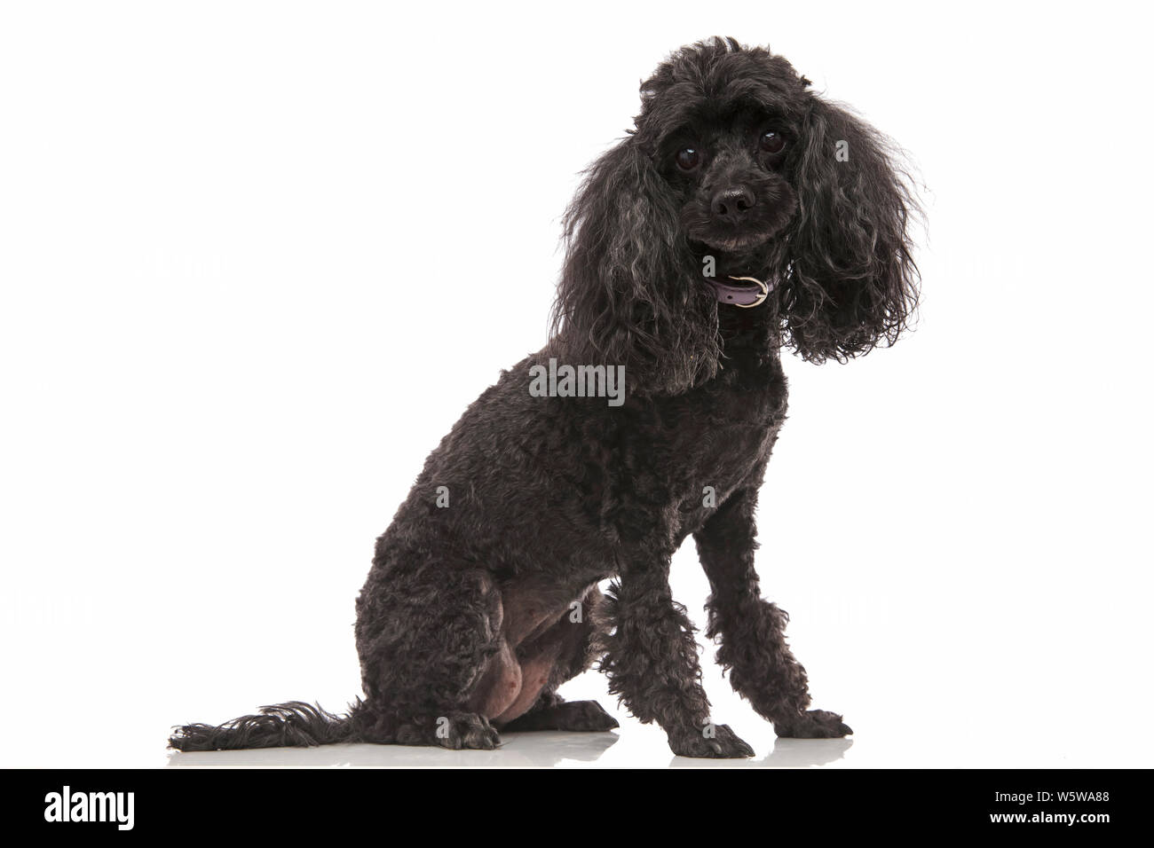 old black poodle sitting on white background Stock Photo - Alamy
