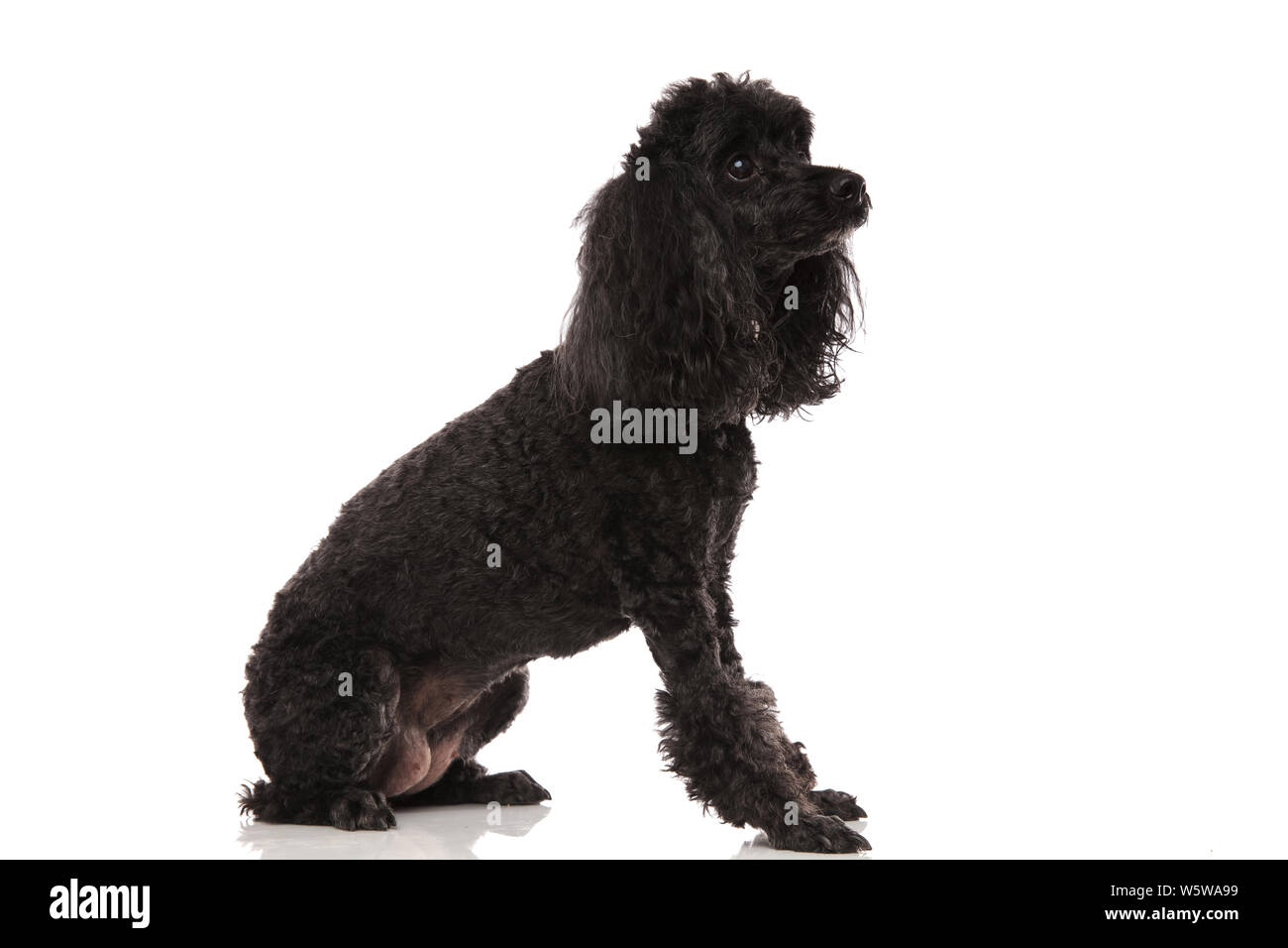 side view of a black poodle looking up at something Stock Photo - Alamy