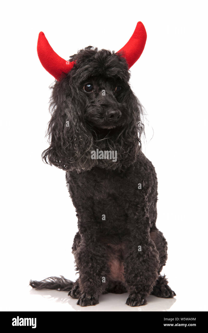 seated poodle wearing devil horns looks to side on white background ...