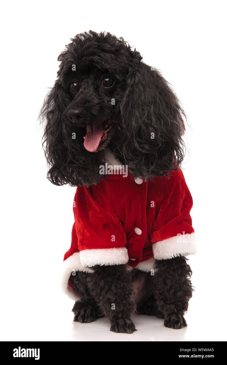 panting santa poodle looks to side while sitting on white background ...