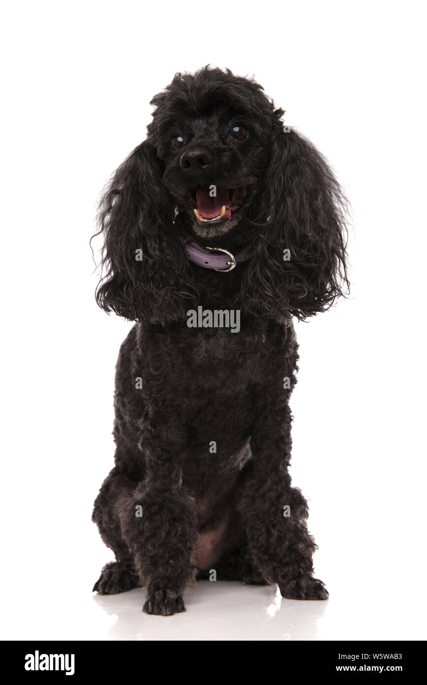 happy black poodle is panting with mouth open on white background Stock ...