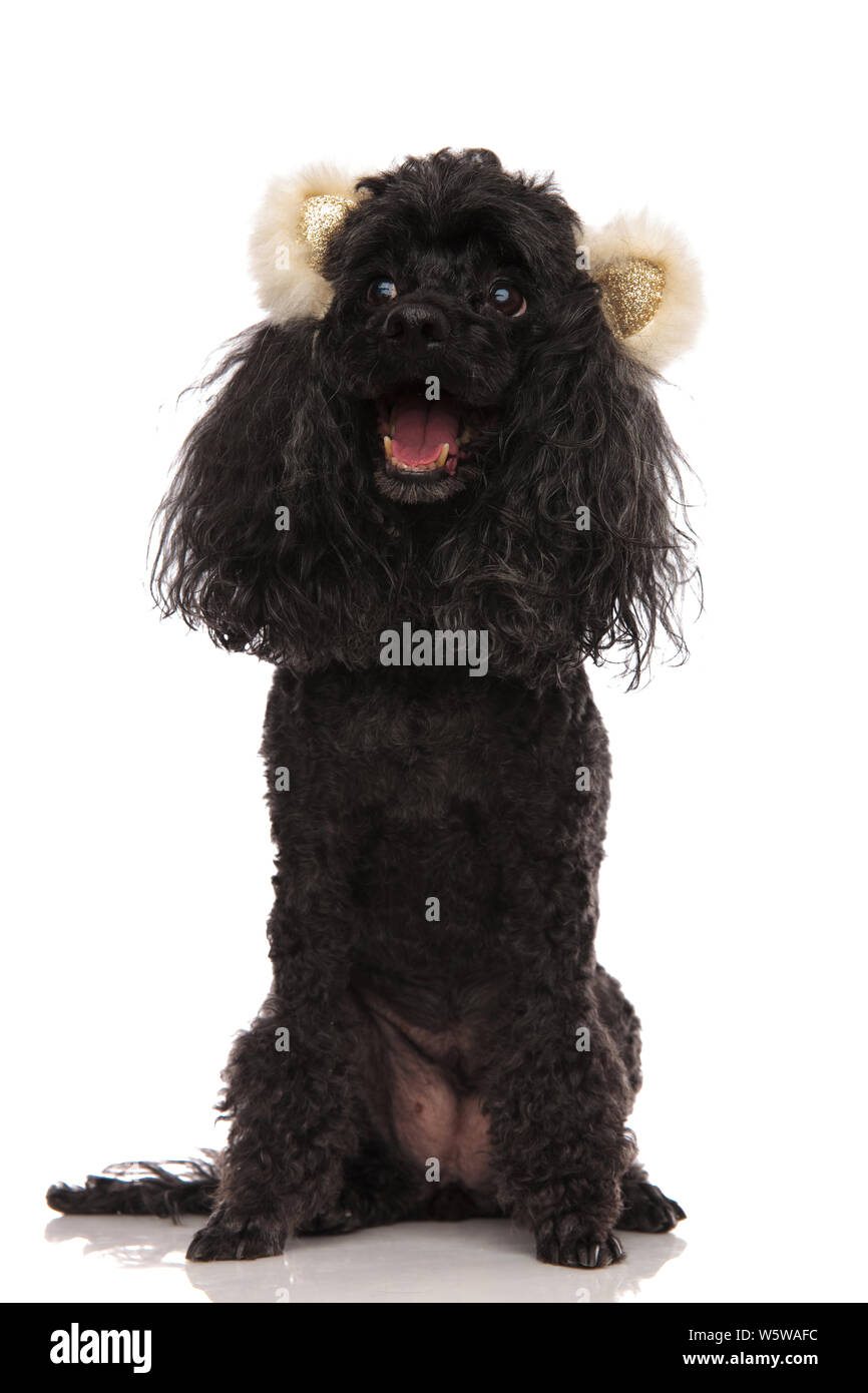 panting happy poodle wearing bear ears looks to side on white backgrund ...