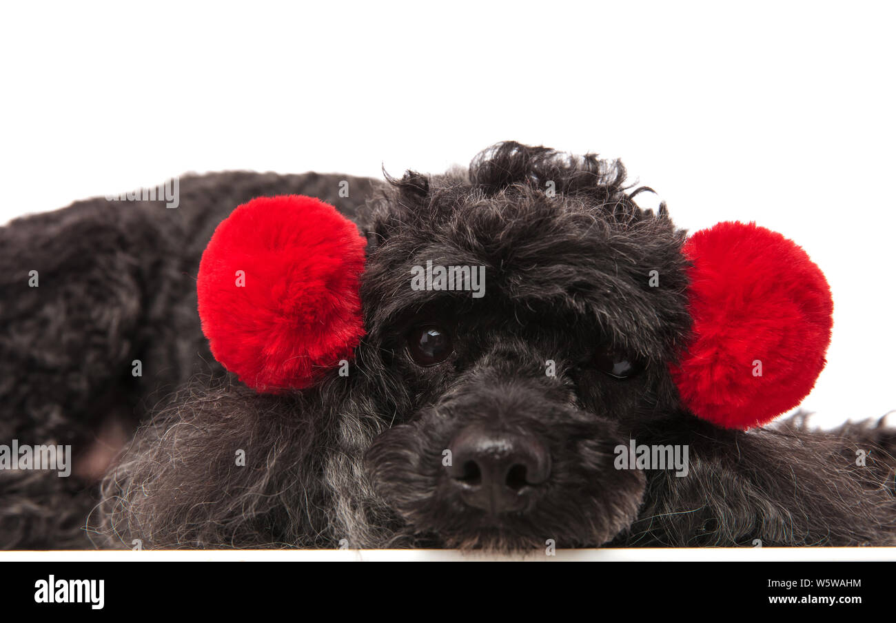 sad little poodle wearing red earsmuffs lying down on white background ...