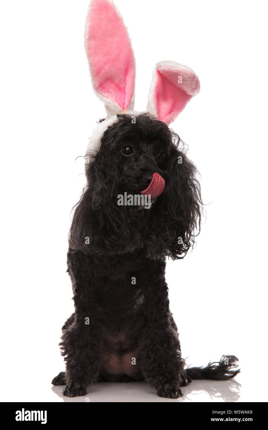 black poodle wearing easter bunny ears locks its nose on white ...