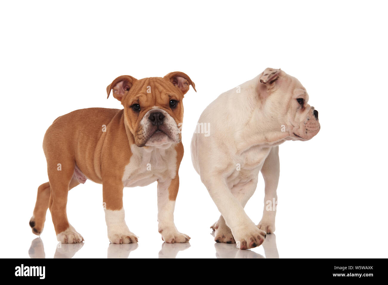 How Long Can You Walk A Bulldog